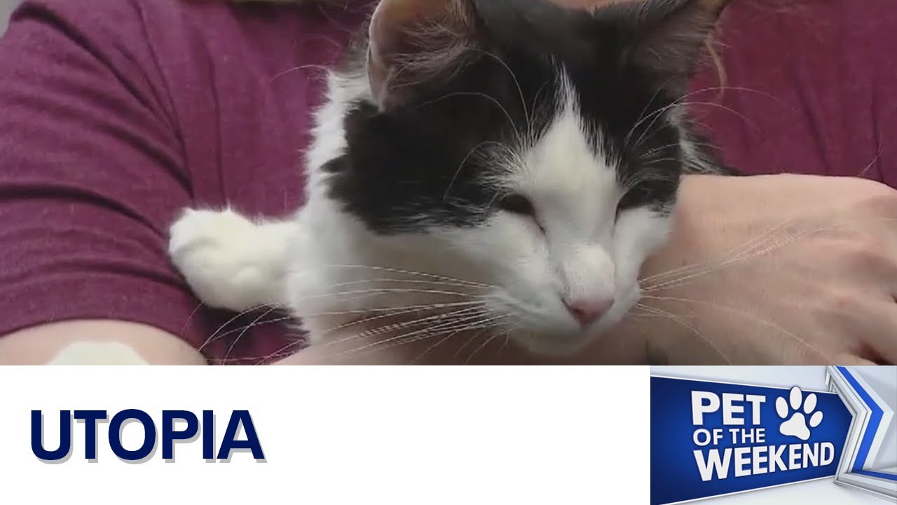 Pet of the Weekend: Meet Utopia! | FOX 7 Austin - YouTube