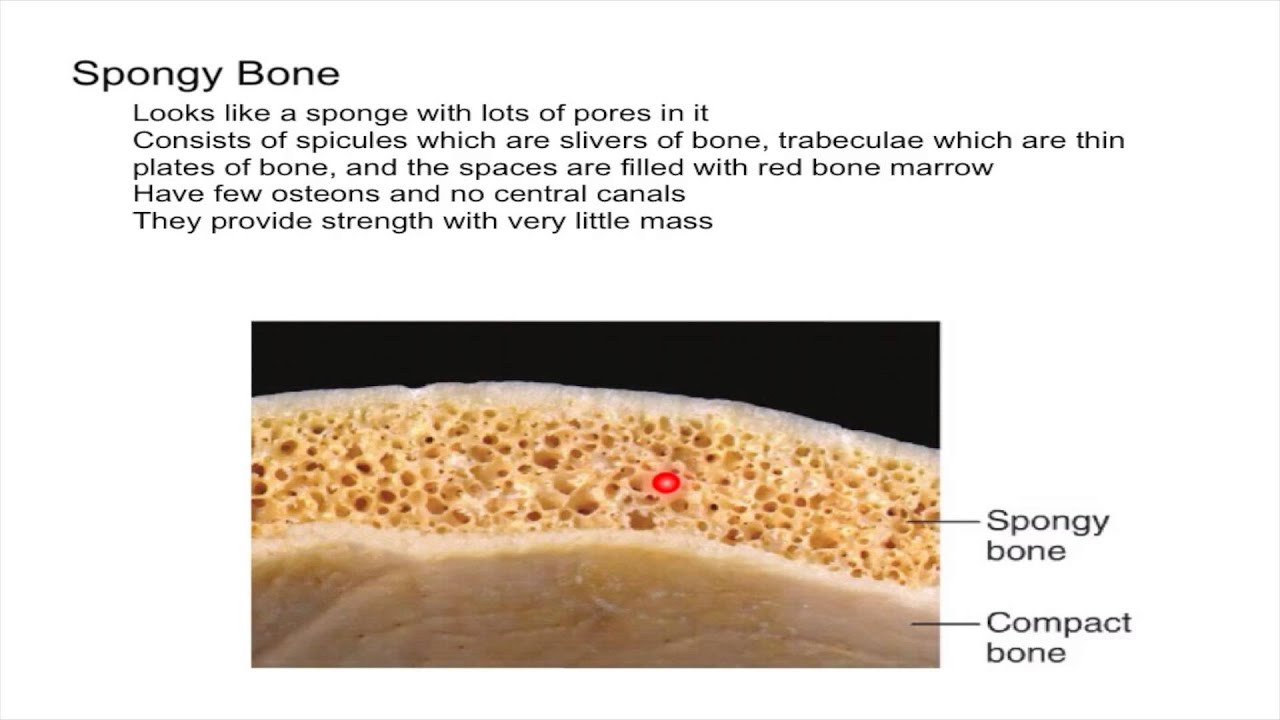 Spongy Bone YouTube
