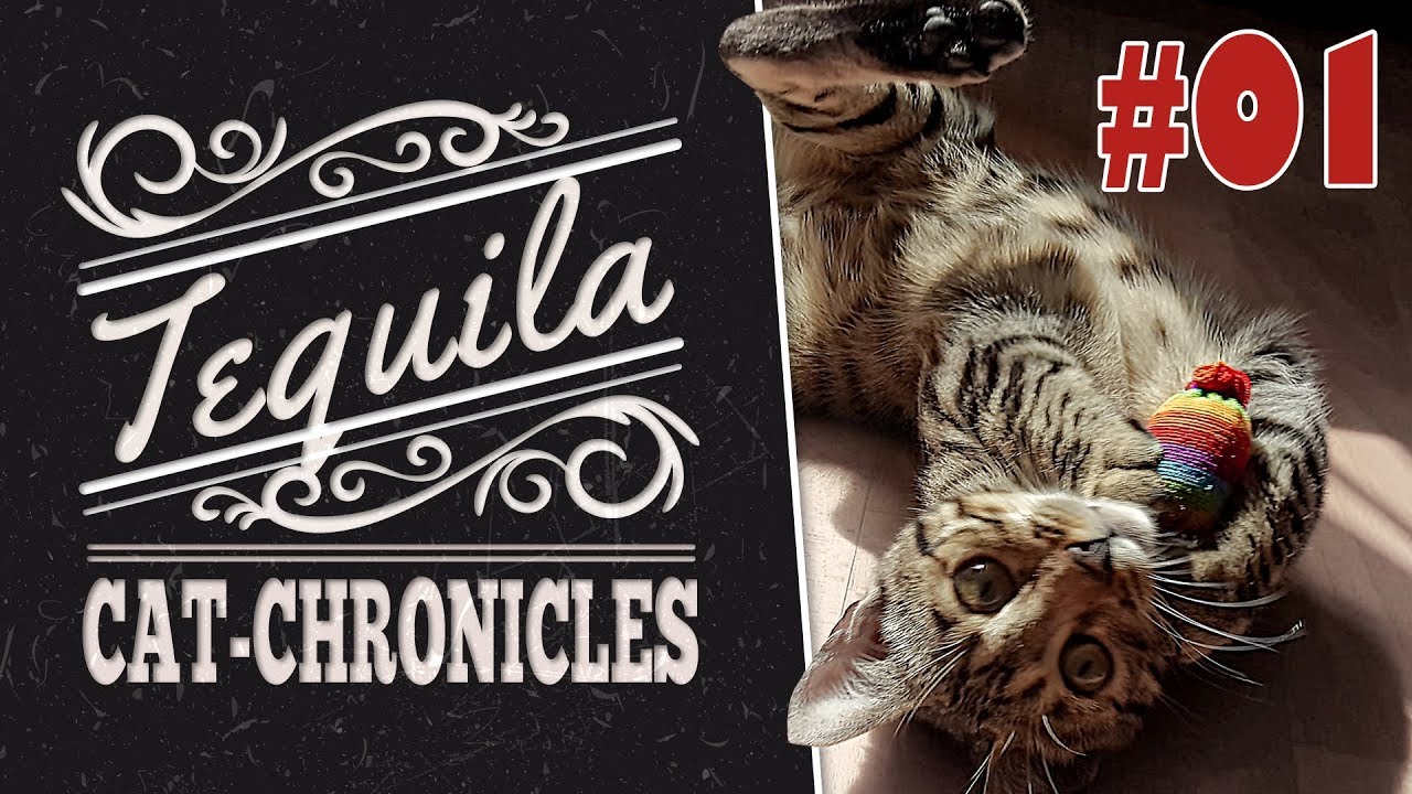 TEQUILA – CAT-CHRONICLES #01 - YouTube