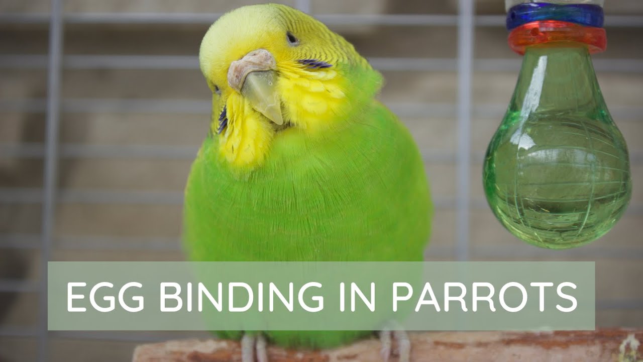 Egg Binding in Pet Birds | Causes, Prevention, Symptoms, and Treatment ...