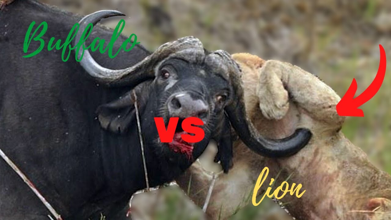 buffalo vs lion !!! Incredible fight between two titans. - YouTube