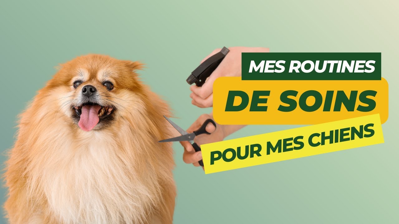 Les soins nécessaires pour mes chiens : comment les prodiguer ? 🐶💆‍♀️🧼 ...