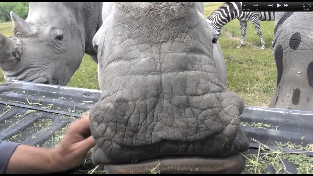 Petting a Rhino and Smoking a Steak! GREAT DAY!!! DEER MEAT FOR DINNER ...