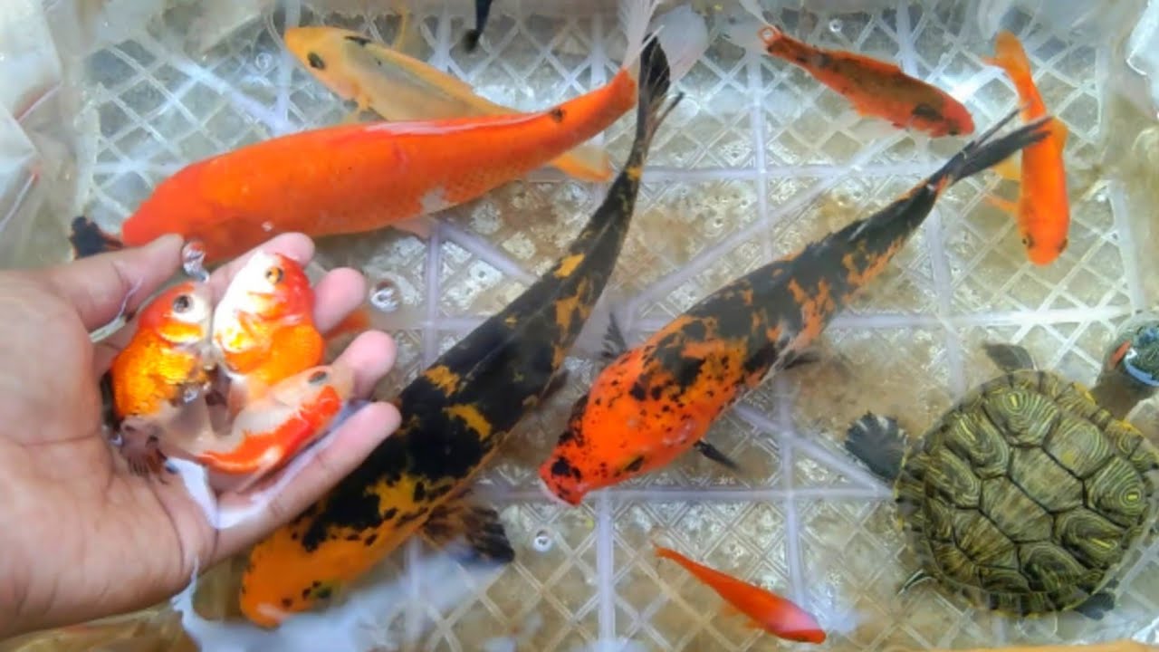 Mencari ikan molly balon lucu,ikan cupang warna warni,ikan hias,ikan ...