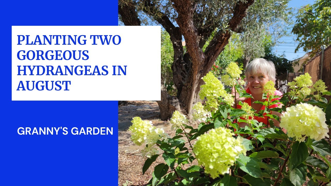 PLANTING 2 GORGEOUS HYDRANGEAS IN AUGUST - YouTube