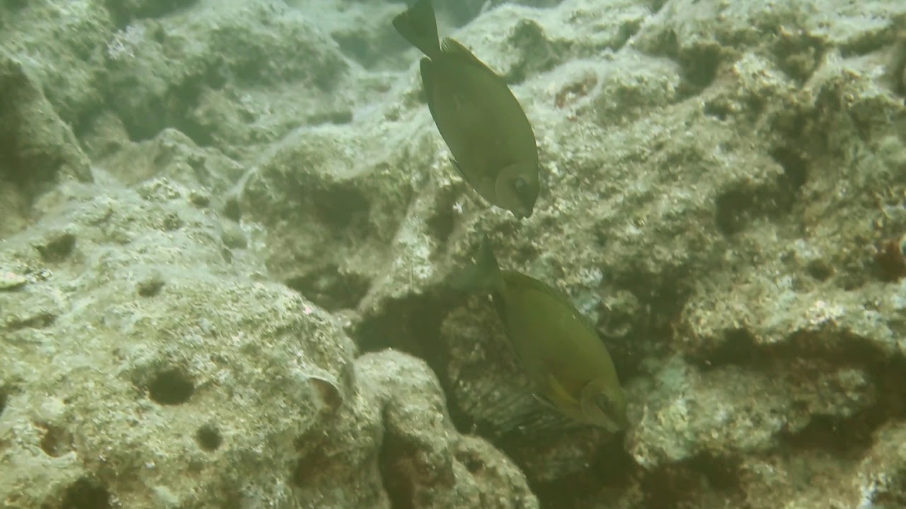 Buddies Fish - YouTube