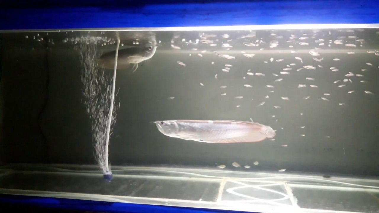 Silver Arowana Oscar Fish 100 gallons tank - YouTube
