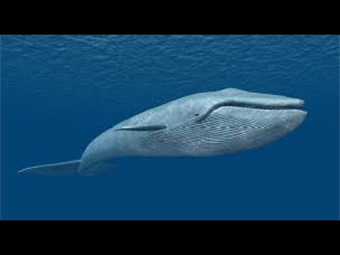 Blue Whale Reproduction - YouTube