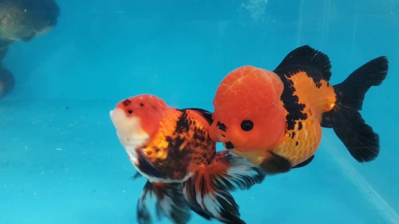 Oranda Tricolor and Red & Black goldfish from China - YouTube