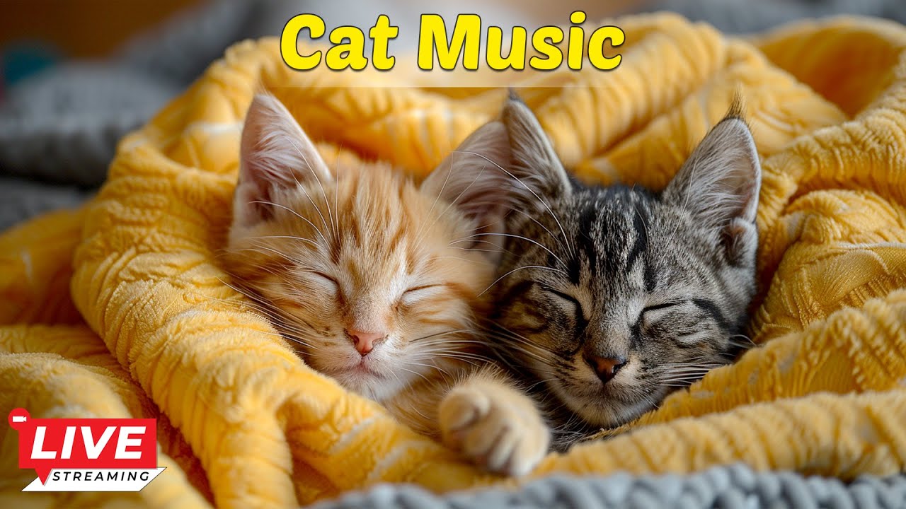 Cat's favorite music 😽 Soothing piano sounds for cats, Best music ...