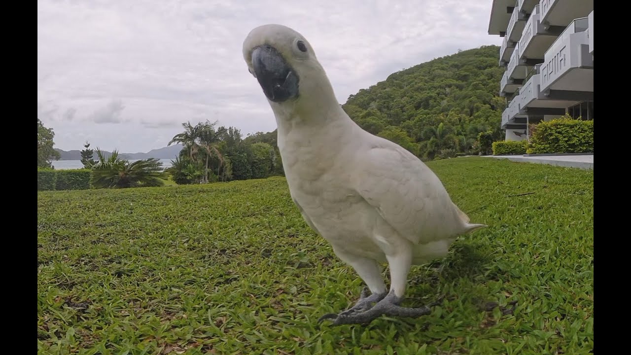 Bird Tried To Eat My Camera (Camera Survived) - YouTube