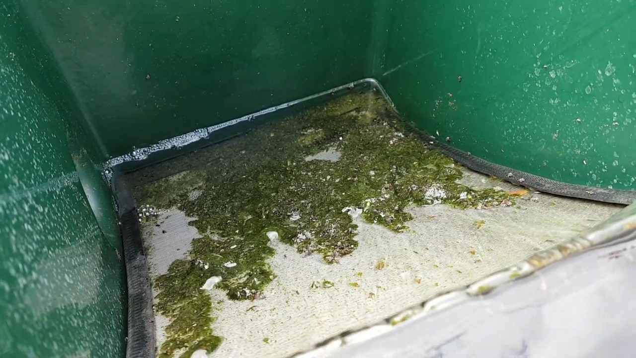 Pond Sieve Filter Daily Collections - YouTube