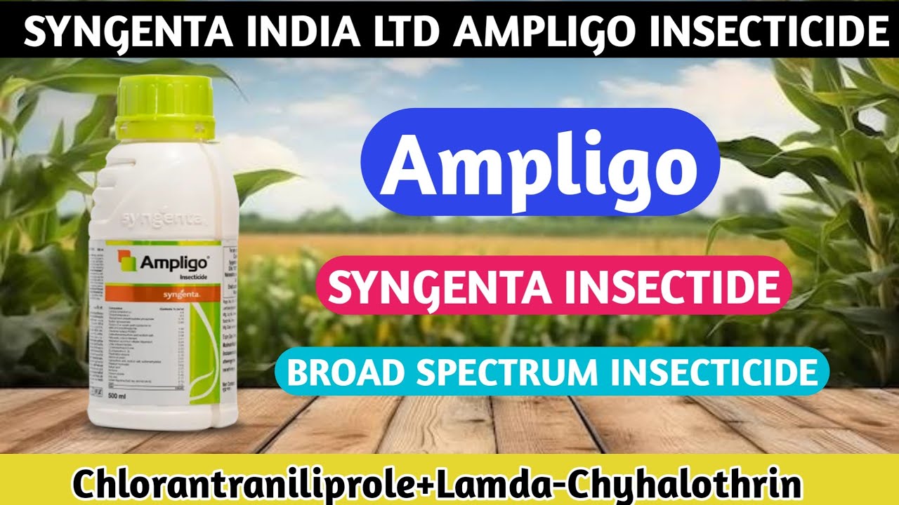 Synegnta ampligo insecticide | Ampligo insecticide information # ...