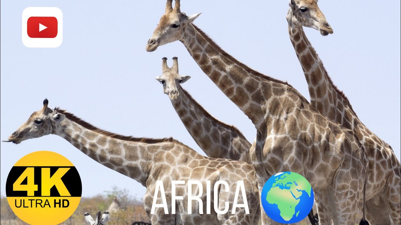 Animal Kingdom 4K - Adventure Into The Natural World - 4K Videos Ultra ...