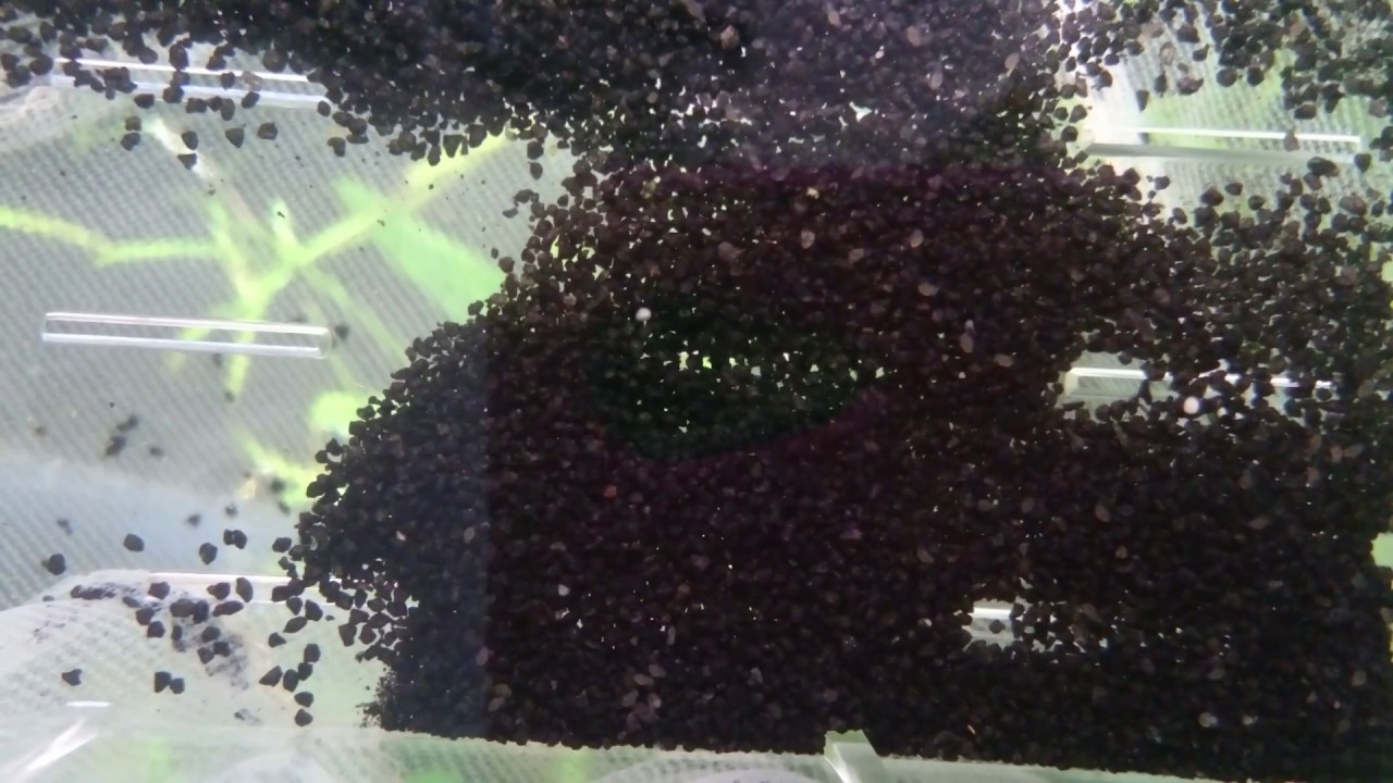 German blue ram babies hatching from the eggs - YouTube