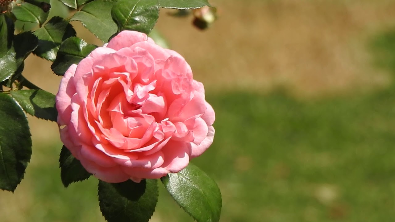 Natural Pink Rose Background Video for Titles - YouTube