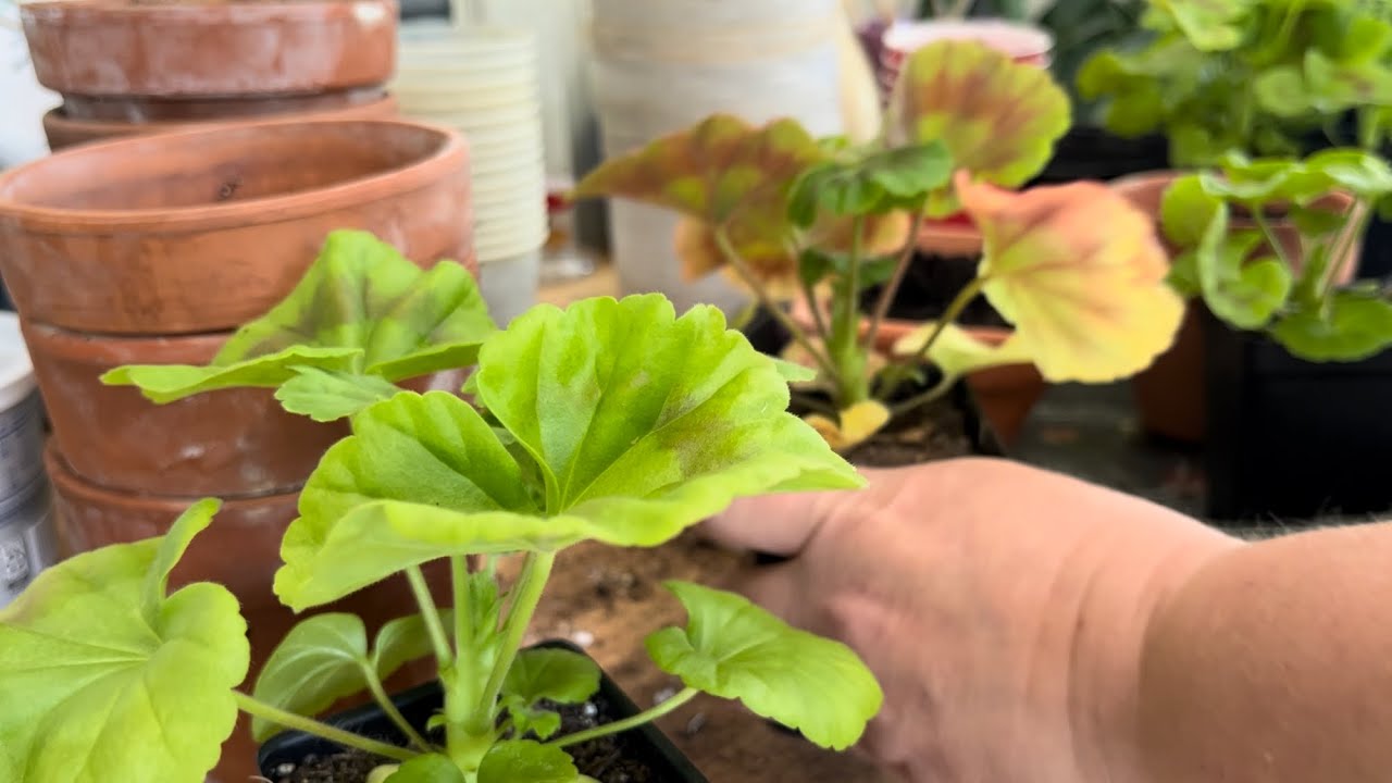 Geranium Pot Up & Why Gardening Takes So Long: The Bittersweet Gardens ...