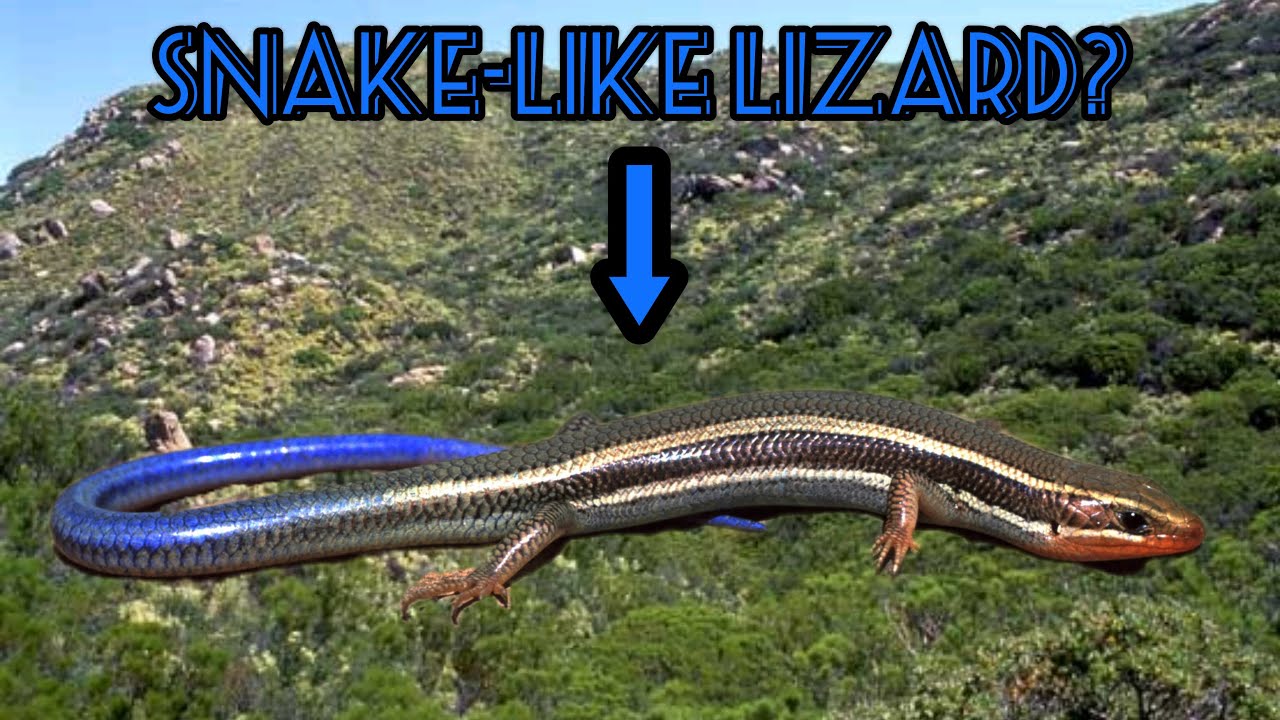 Reptiles and Amphibians of the PNW Season 2 Ep 2: Western Skink - YouTube