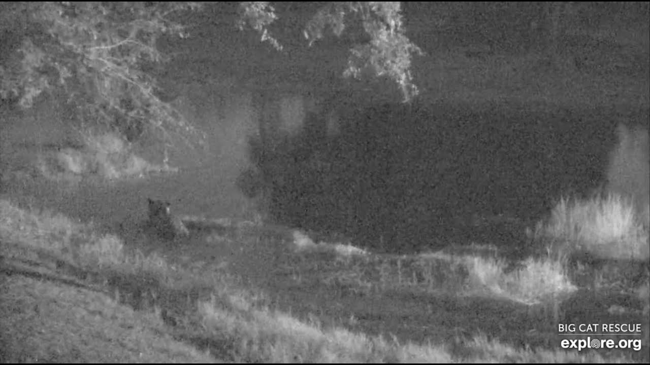 Late night fun in the pond. Kimba tiger at Big Cat Rescue. - YouTube