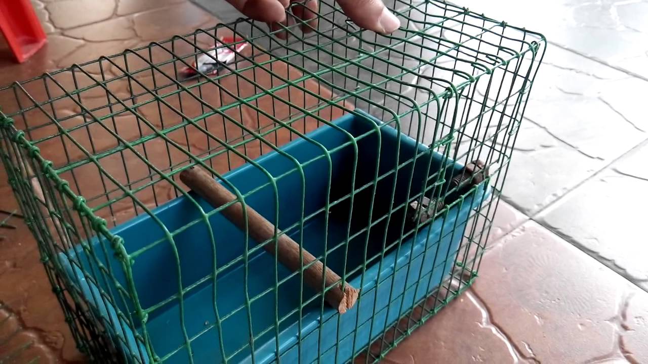Finch Trap - YouTube