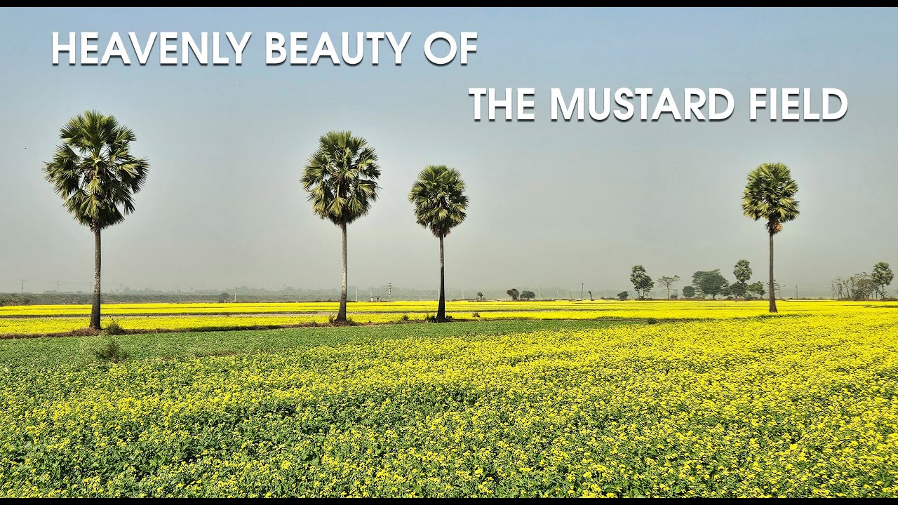 Heavenly Beauty of the Mustard Field ( Sorse Khet) - YouTube