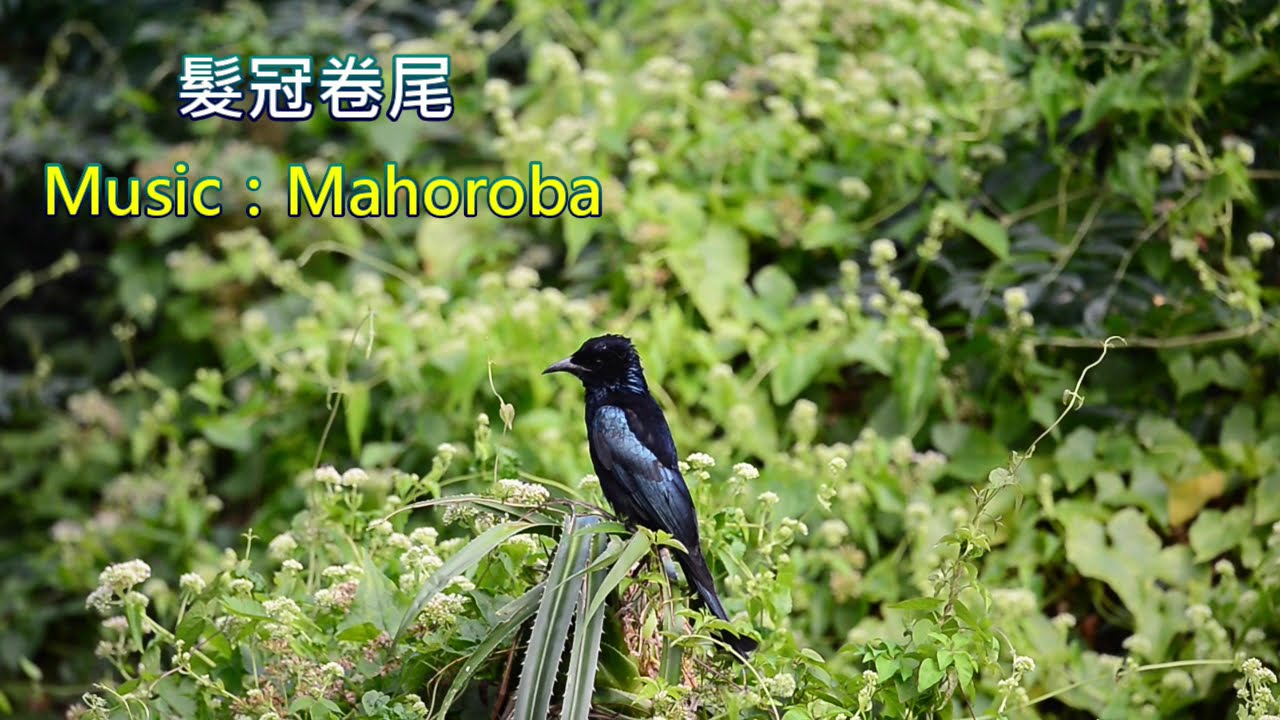 髮冠卷尾/Hair-crested Drongo(Dicurus hottentottus) - YouTube