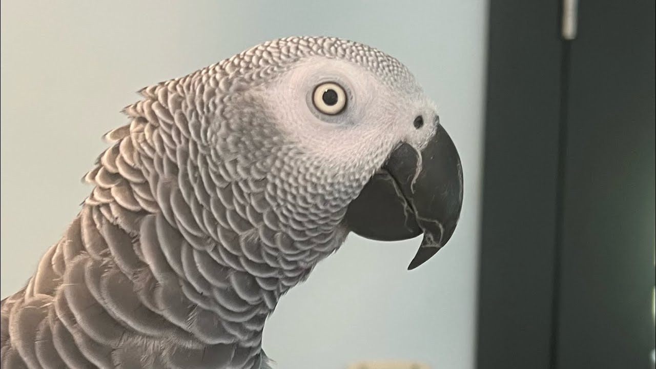 A few minutes with Symon the African Grey Talking Parrot💕🦜🤗# ...