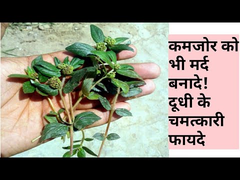 दूधी: लाखों बिमारियों का इलाज है इस पौधे में BENEFITS OF DUDHI || MILK ...