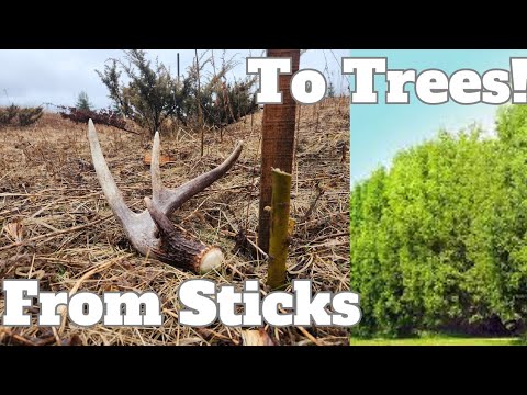 Planting Fast Growing Free Trees for Deer (Pt. 1) - YouTube
