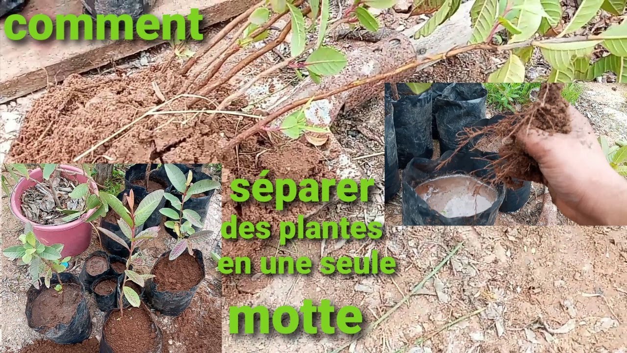 Comment faire pousser une plante - YouTube