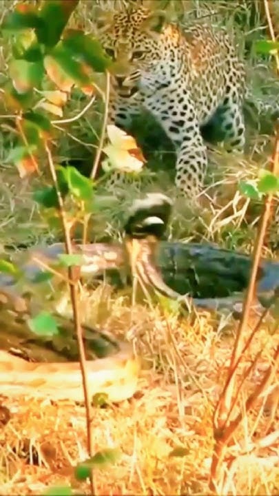 Epic fight leopard vs python #shorts #viral #wildlife #wildanimals #youtubeshorts - YouTube