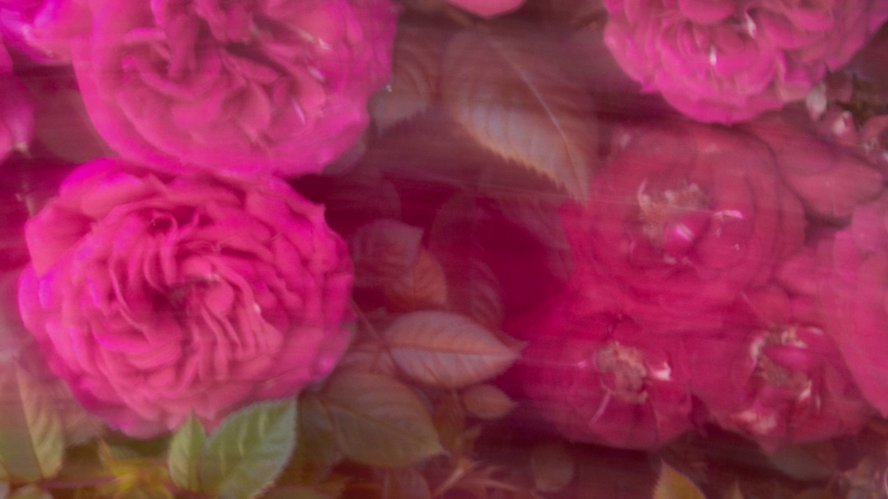 flower in motion - YouTube