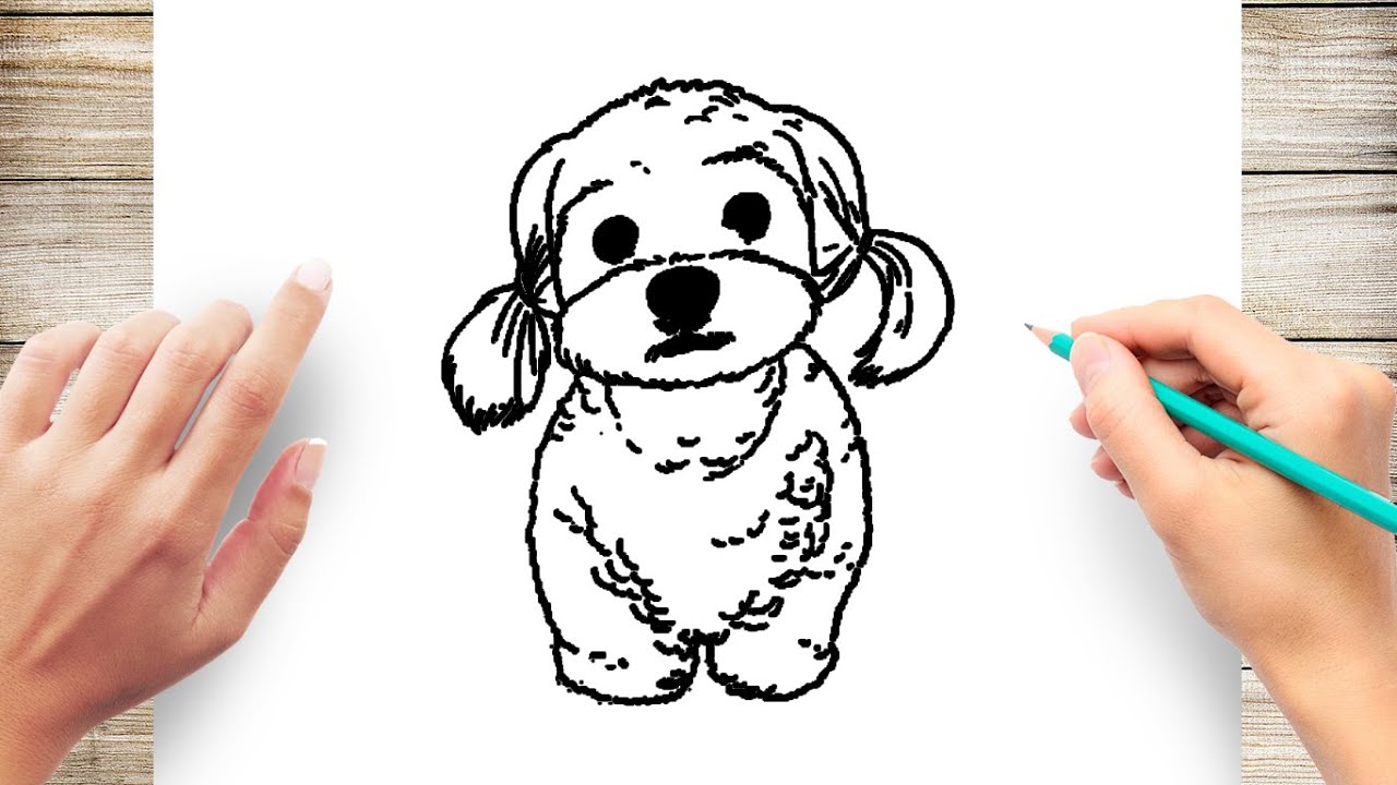 How to Draw A Realistic Poodle - YouTube