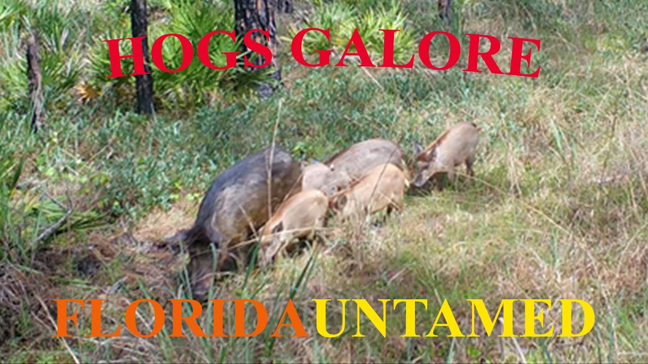 Green Swamp FL - HOGS GALORE - Browning Trail/Game Camera Video Footage ...