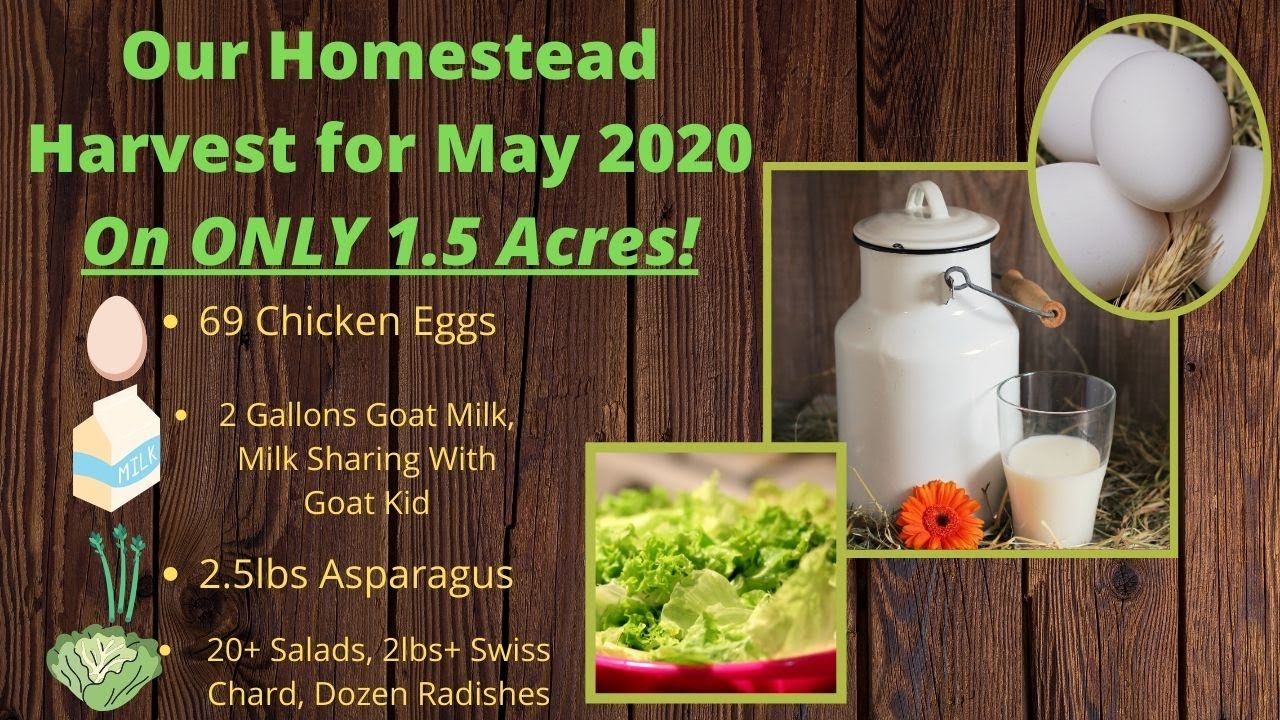 #183 May Harvest on 1.5 Acres - Plus Homestead Tour! - YouTube