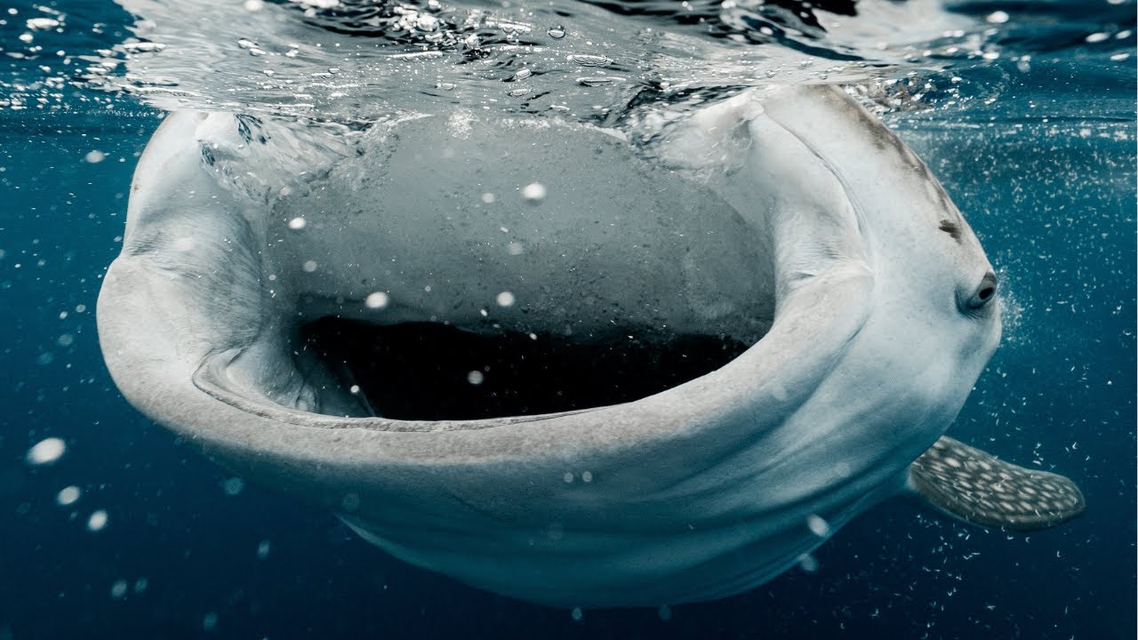 Top 5 Largest Fish In The World - YouTube