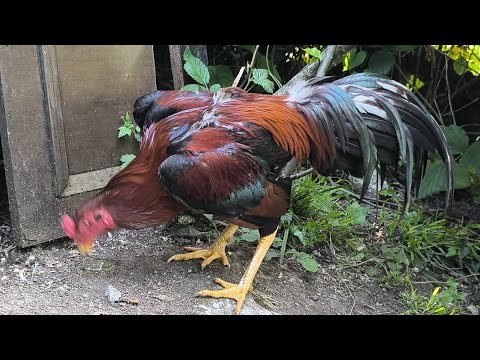  Kısa Bir Video Çektim.