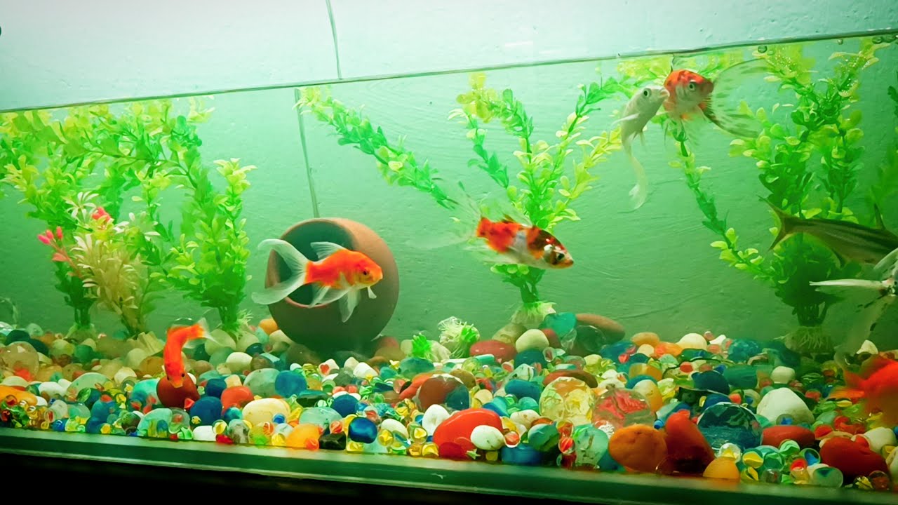 amazing my new fish tank setup 🐠🐠 koi fish molly goldfish Shark fish ...
