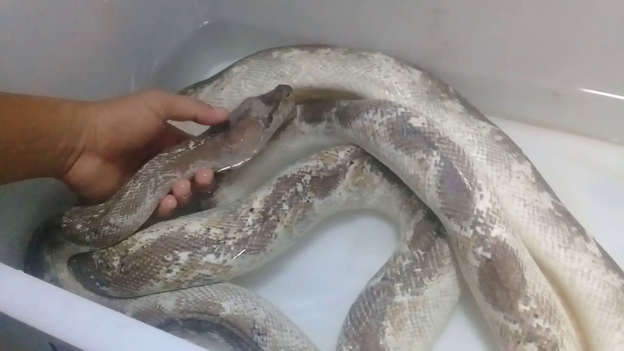 reticulated python calico (sumatra utara) @retic @reptilindonesia #ular ...