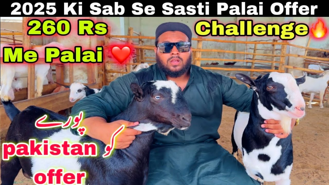 Palai Offer 🔥 Sirf R/S 265 Me Qurbani 2025 Ka Heavy Bakra Tayar 😍 ...
