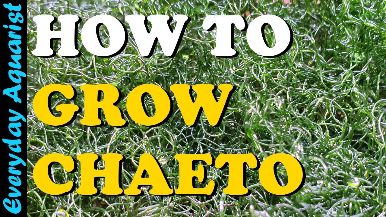 3 Reasons your CHAETO is DYING | How To Grow Chaetomorpha in a Sump ...