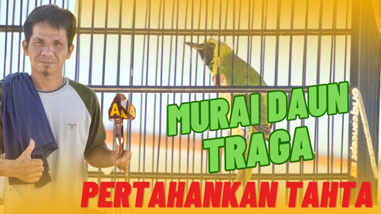 MURAI DAUN TRAGA // SUKSES BUAT KEJUTAN SETELAH NGURAK 1-1-2 - YouTube