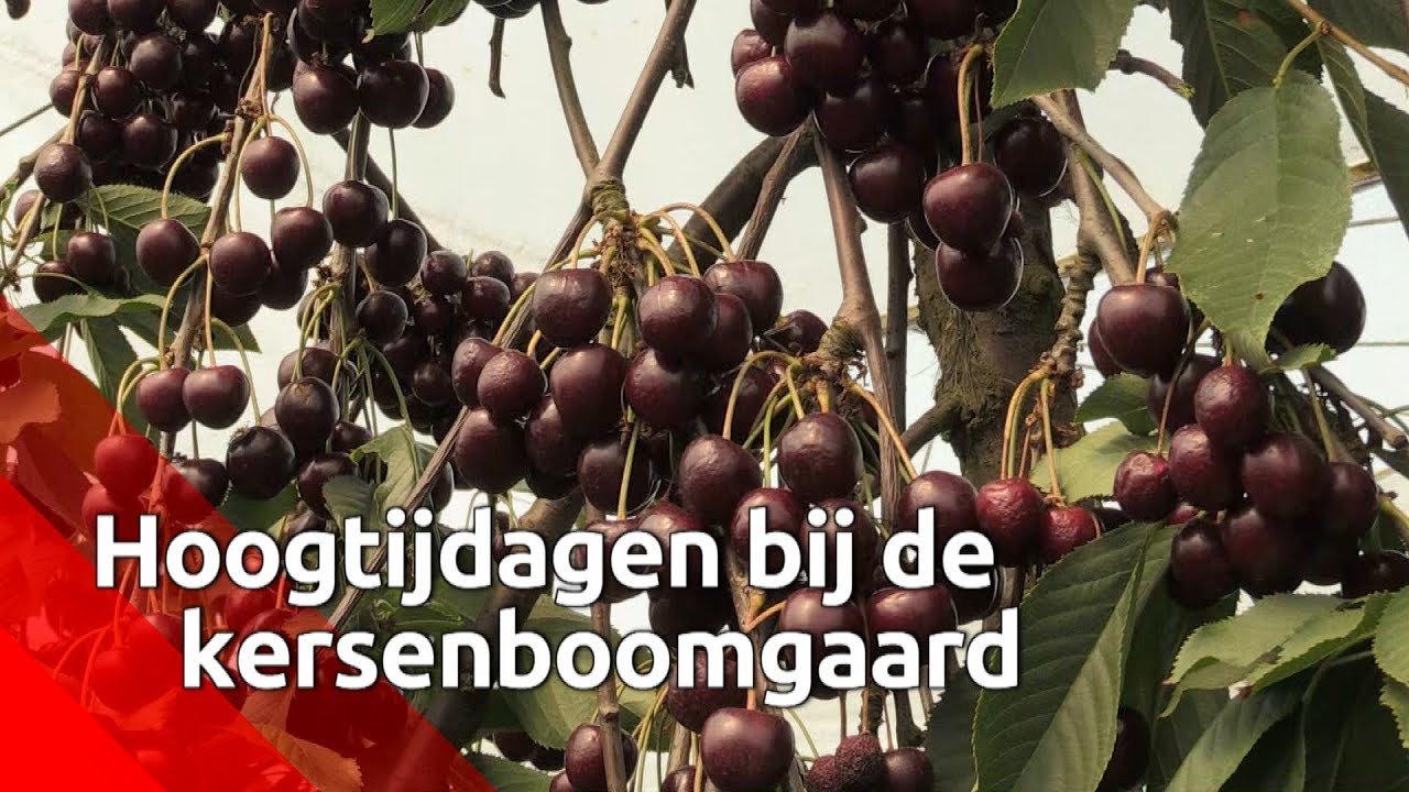 Hoogtijdagen bij de kersenboomgaard - Brabants Buske - YouTube