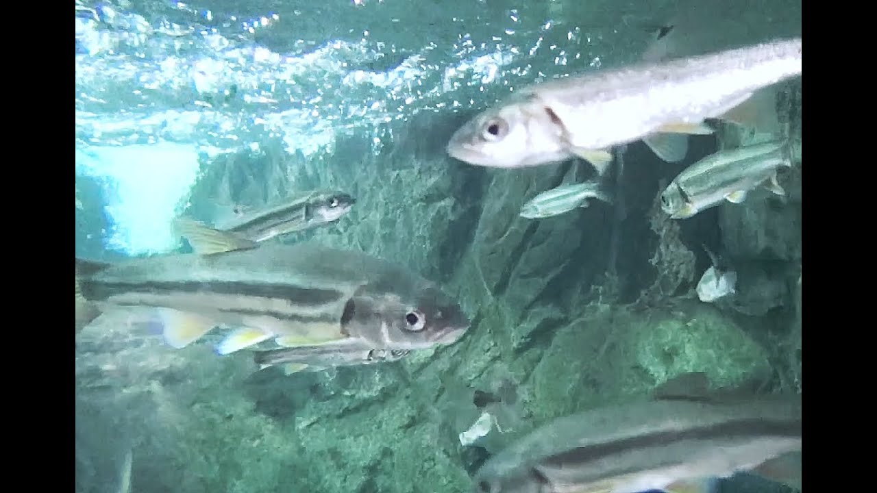 ウグイ Japanese dace,Freshwater minnow,Big-scaled redfin Tribolodon ...