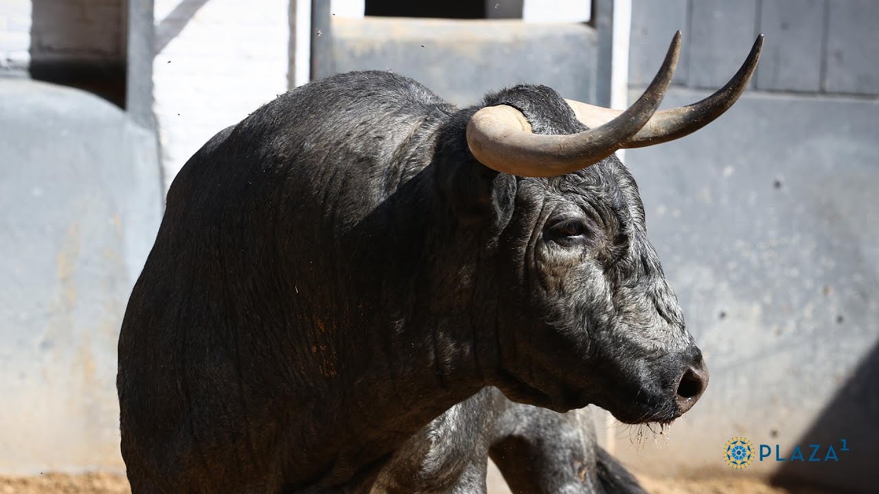 SORTEO | Toros José Escolar, corrida 4 junio - YouTube