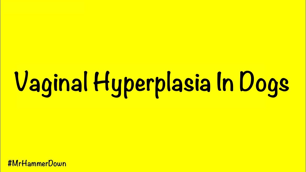 What Is Vaginal Hyperplasia In Dogs | Conquering Vaginal Prolapse ...