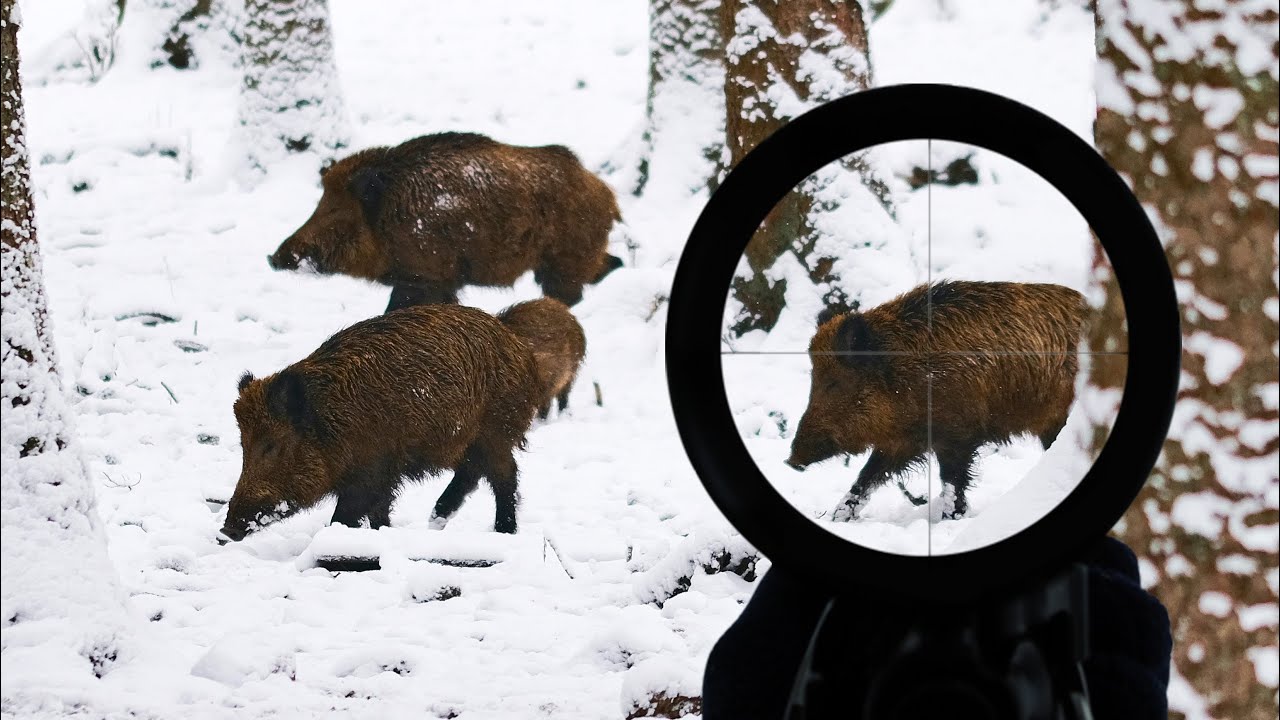 WILD BOAR SHOT AT 650 METERS ( 710 YARD ) - YouTube