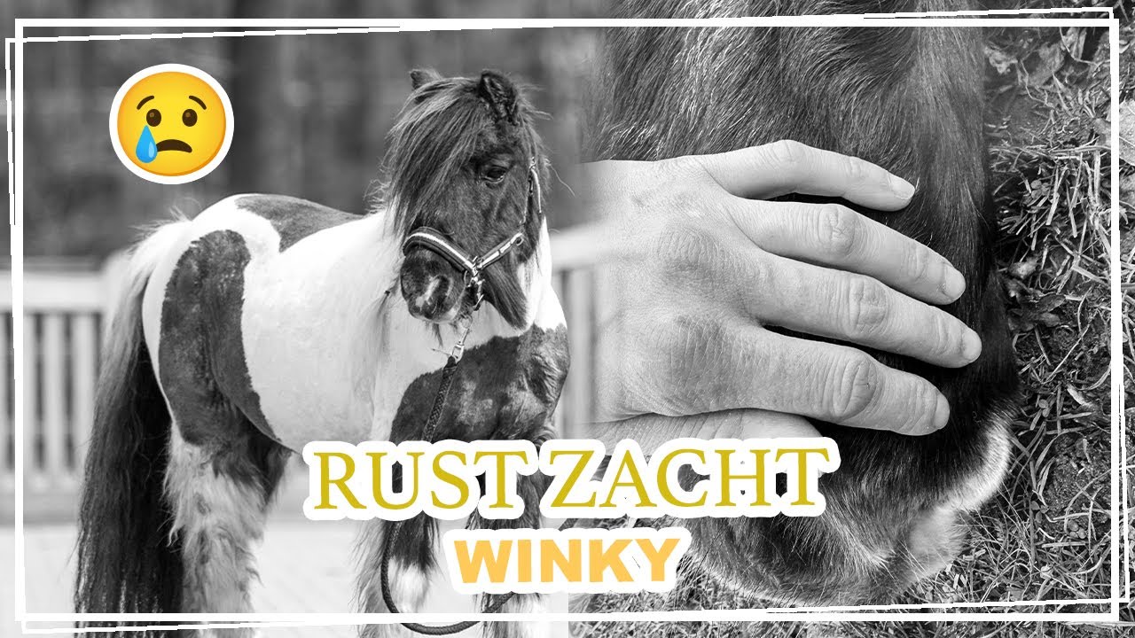 AFSCHEID nemen van WINKY... || VLOG Paardzoektbaas - YouTube