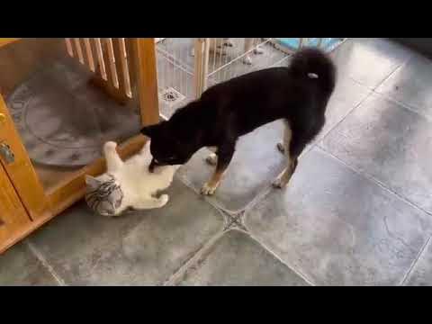 The cat is very confident in her own fighting power. 猫对自己的战斗力非常自信。#cat猫 ...