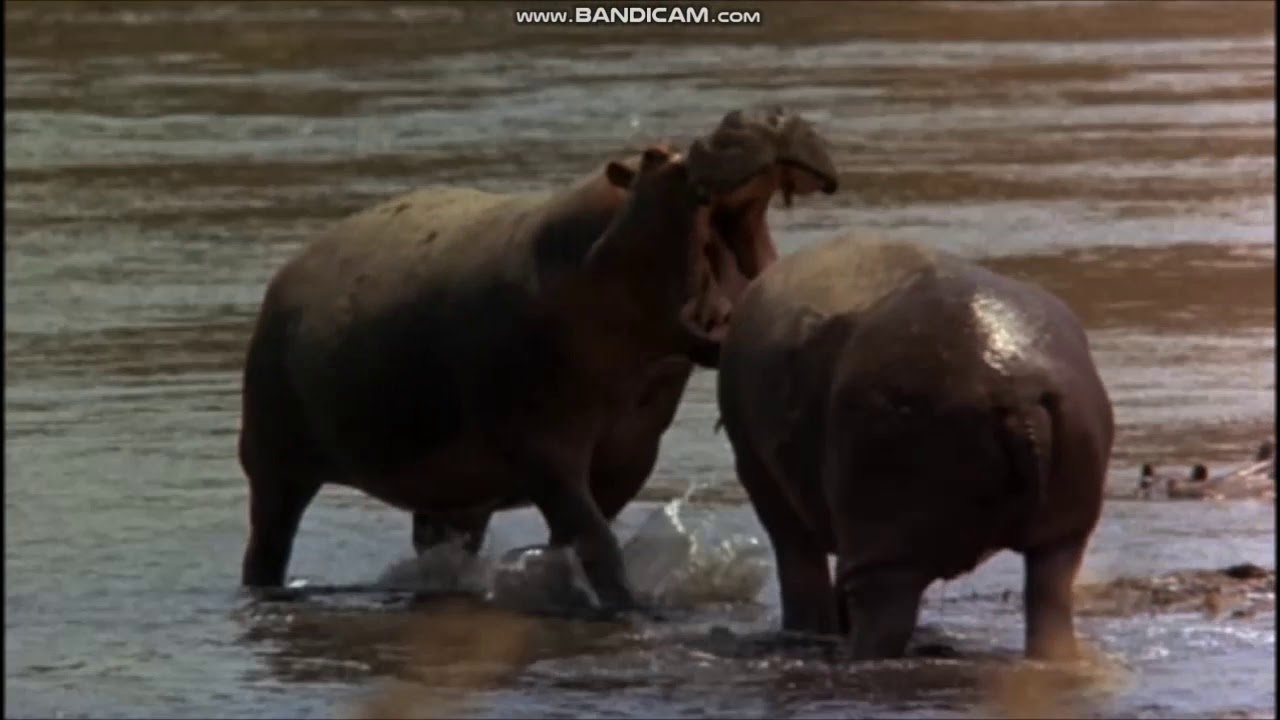 Walking With Beasts Intro (ATC Version) - YouTube